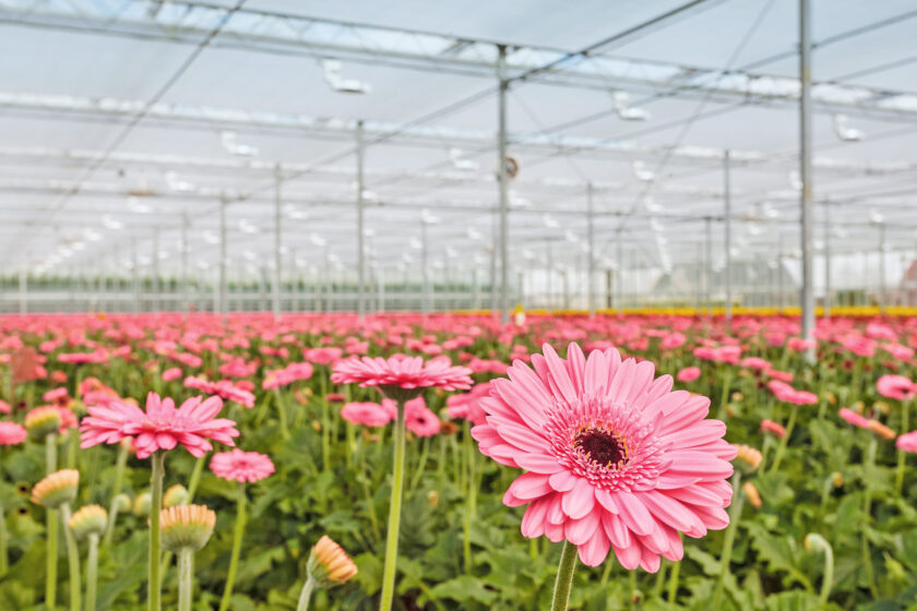 SimaPro Synergy - Scalable and integrated LCA insights